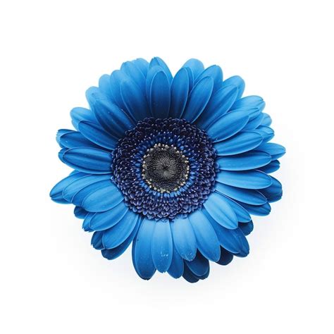 Single Blue Flower Images Free Download On Freepik
