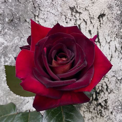 Eddy Mitchell Rose 骇客黑金｜france Cut Rose Ergongzy Roses