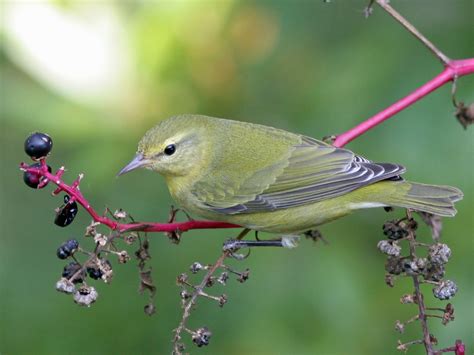 Tennessee Warbler Ebird