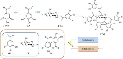 Biosynthetic Pathway Of Hydrolysable Tannins The Hydrolysis Of