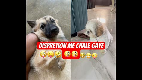 🤪😝🤣 Funny Comedy Memes Dog Pets Animals Cute Shortsfeed Shorts