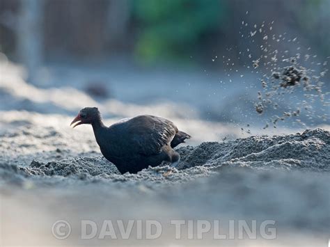 Birdphoto Melanesian Megapode Megapodius Eremita At Nesting Ground