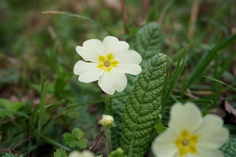 Primrose Plantlife