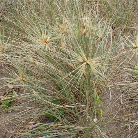 Spinifex Sericeus Plant Care And How To Grow Water