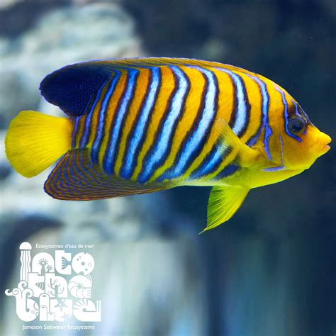 Regal Angelfish Indian Ocean