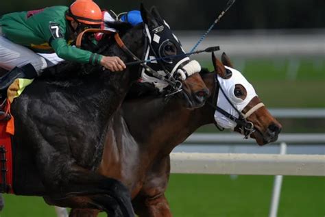 Texas Racing Commission Txrc Official