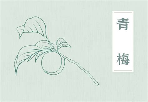 青梅手绘素材图片素材 青梅手绘素材设计素材 青梅手绘素材摄影作品 青梅手绘素材源文件下载 青梅手绘素材图片素材下载 青梅手绘素材背景素材 青梅手绘素材模板下载 搜索中心