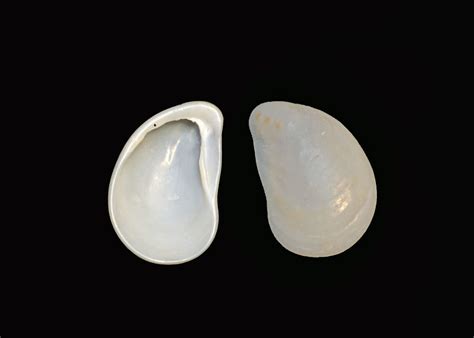 Clam Identification And Facts From Cockles To Lucines Seashell Jewelry Diy Sea Shells