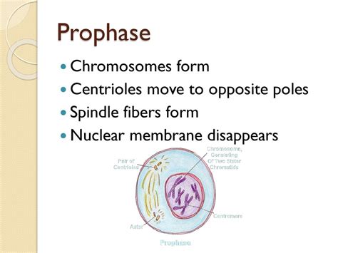 Mitosis And Asexual Reproduction Ppt Download