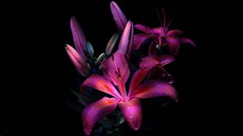 Purple Lily Wallpaper 4k Dark Aesthetic Bloom Glowing
