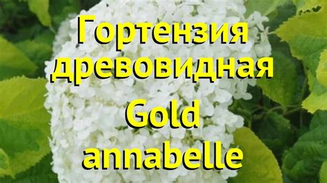 Гортензия древовидная Голден Анабель. Краткий обзор, описание hydrangea ...