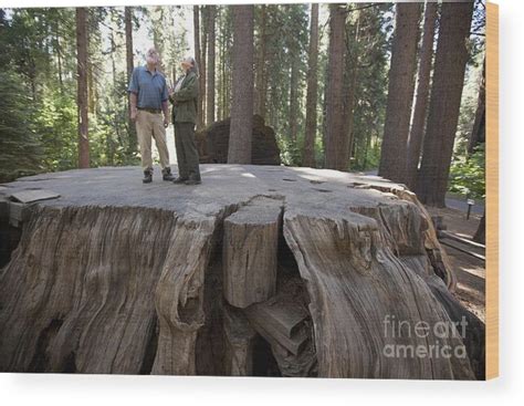 Redwood Tree Stump