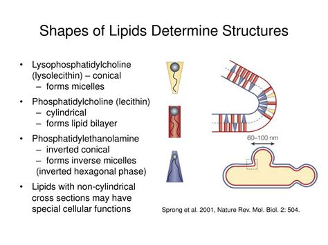 Ppt Membrane Structure And Dynamics Powerpoint Presentation Free