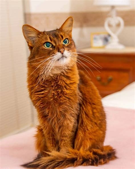 Somali Cat Breed Information
