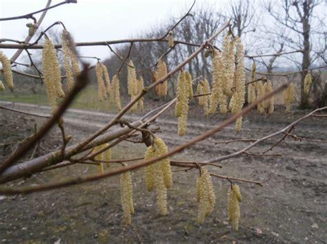 Hassel Corylus Avellana Bundt Med 10 Stk Duelunds Planter