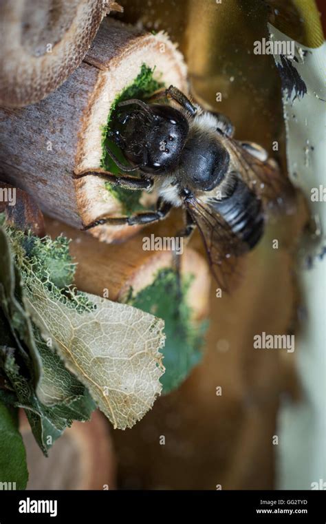 A Female Leafcutter Bee Megachile Centuncularis Building A Nest In A