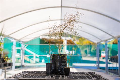 Sophora Microphylla Hoon Hay Valley Nursery Christchurch