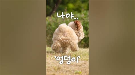 제목은 엉덩이로 하겠습니다 근데 이제 빵실함을 곁들인 Shorts Youtube