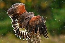 Harriss Hawk Wikipedia