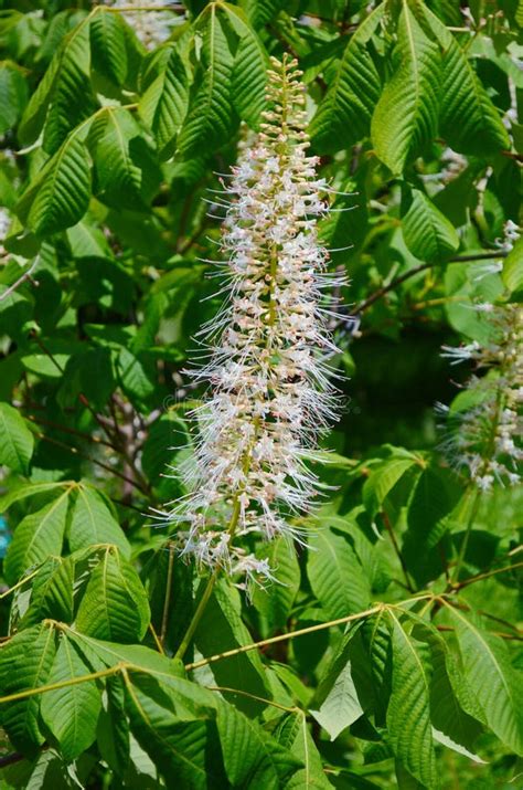 Aesculus Parviflora Native North American Suckering Deciduous Shrub