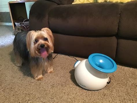 Ifetch Tennis Balls Mini 5 Pack