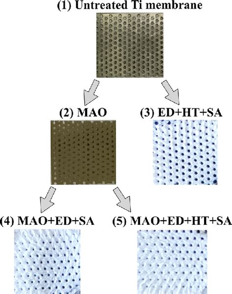 Untreated Titanium Membrane And One Layer Mao And Ed Ht Sa And Download Scientific