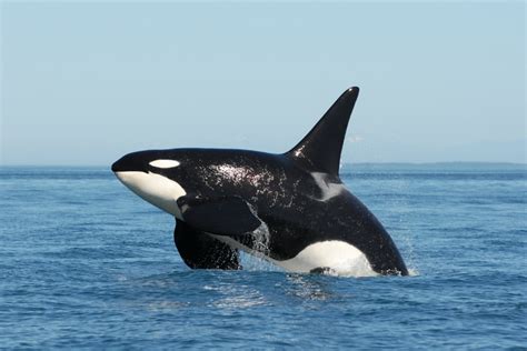 3840x2160 Orca Wallpaper Hd Coolwallpapers Me