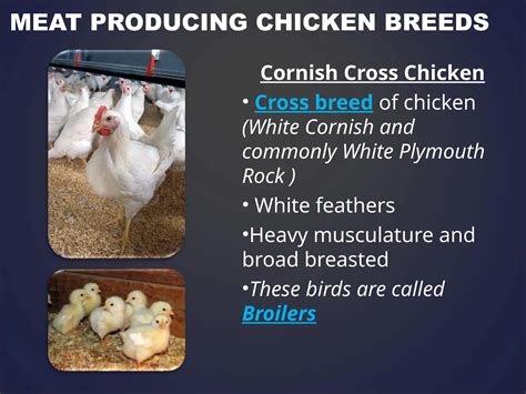 Breeds Of Chicken And Their Classification Ppt