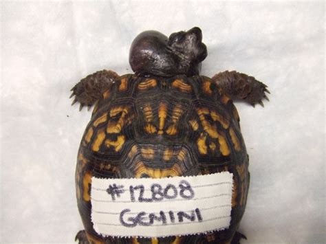 Common Surgical Procedures Turtle Ally Certification Program