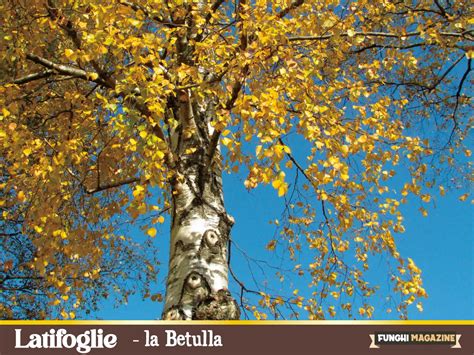 Latifoglie Sai Riconoscerle Ecco Gli Alberi Preferiti Dai Porcini