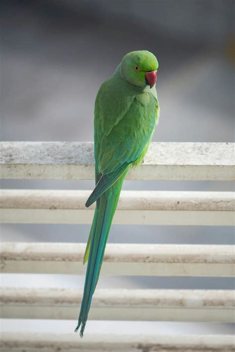 Foto Profissional Gratuita De Adalaj Animais Selvagens Animais