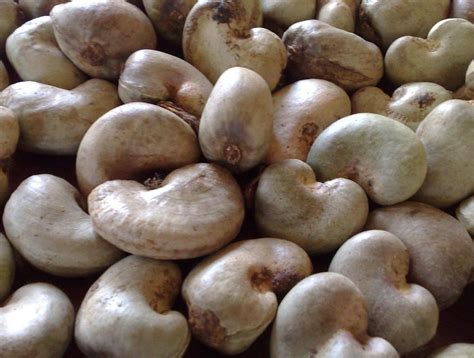 Raw Cashewnuts Dazz Exports