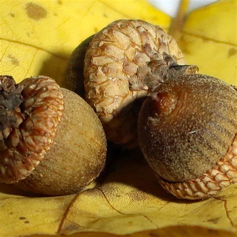 How To Identify Oak Nuts At William Foxworth Blog