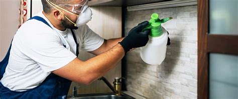 Why Are Roaches Worse After Pest Control Myth Vs Fact