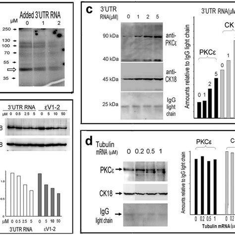 A Position Of The Cebpβ Gene On The Human Genome And The Location Of
