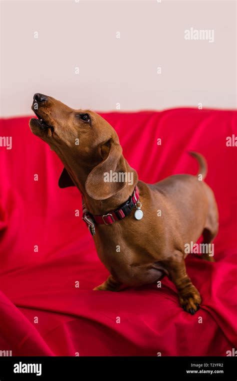 Are Dachshunds Loud At Kelly Duppstadt Blog