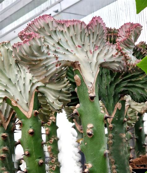 This Variety Grows In A Beautiful Ridge Like Shape Stock Image Image Of White Pink 357862651