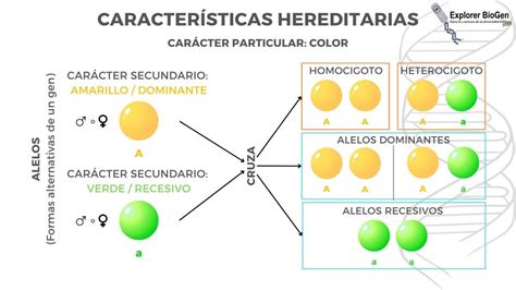 Herencia Mendeliana Simple O Monogénica Explorer Biogen