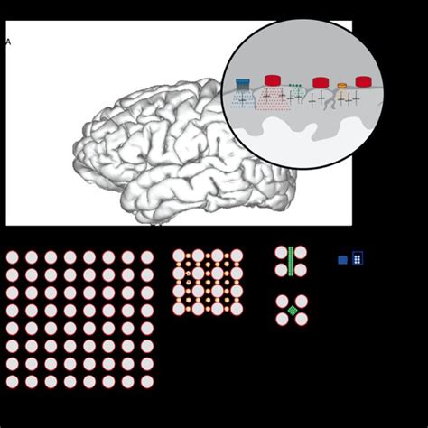 Electrode Schematic Showing Spatial Relationships A Relationship Download Scientific Diagram