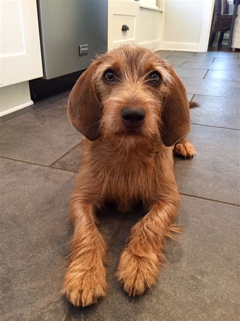 Basset Fauve De Bretagne History And Trainingtemperament American