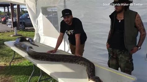 17 Foot Python Breaks Record After Being Caught In Florida Everglades