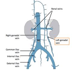 Blood Vessels Of The Abdominopelvic Cavity Flashcards Quizlet