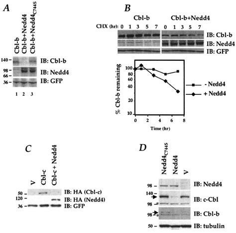 Nedd4 Decreases Cbl Protein Levels A 293t Cells Were Transfected With