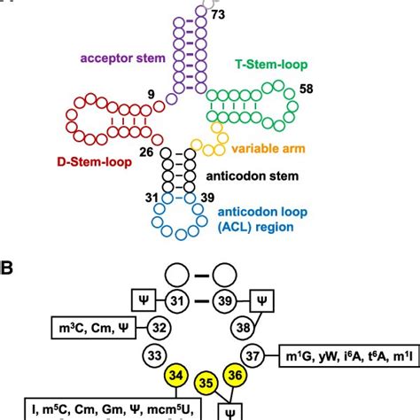 Schematic Of Trna And The Biochemically Distinct Modifications Found In Download Scientific