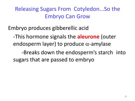 Plant Embryo Development Pptx