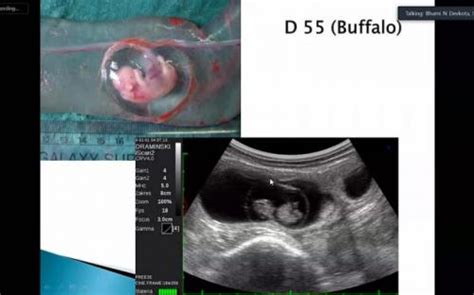Basics Of Transrectal Usg In Large Animals Ivsa Nepal
