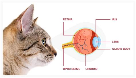 Uveitis In Cats Cat Tales