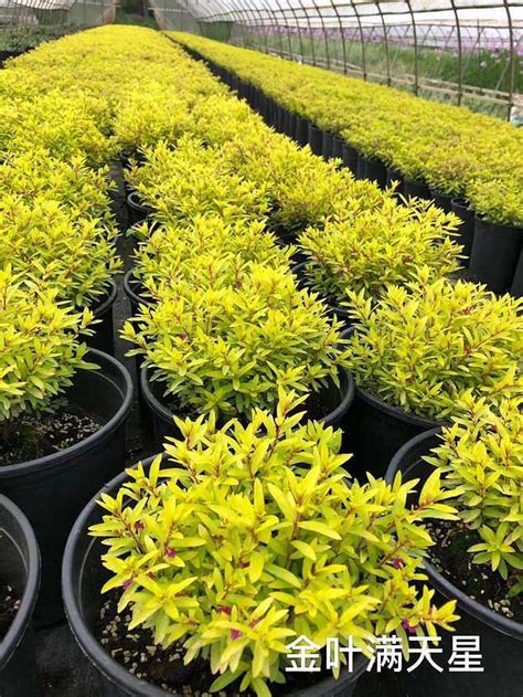 金叶满天星 花瓣网
