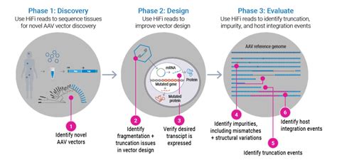Aav Genome Sequencing The New Frontier Of Ai Driven Analytics And Informatics That Accelerate