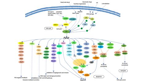P53 Signaling Pathway Cusabio